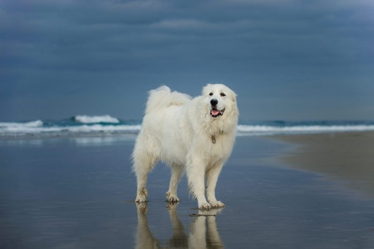 The Largest Dog Breeds in the World - 24/7 Tempo