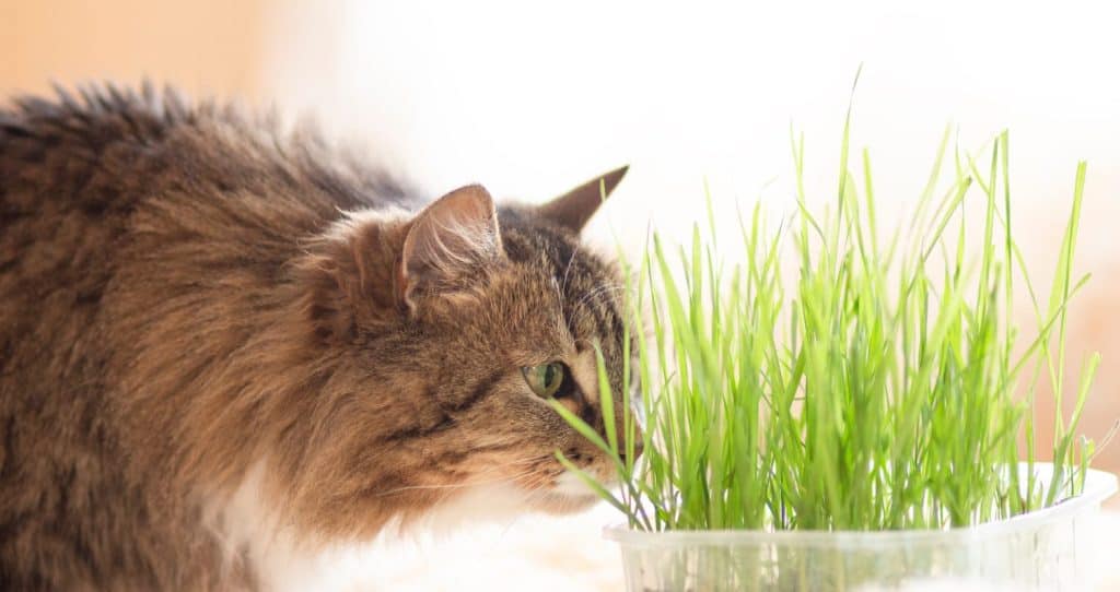 15 Surprising Things You Didn't Know Your Cat Could Do - 24/7 Tempo