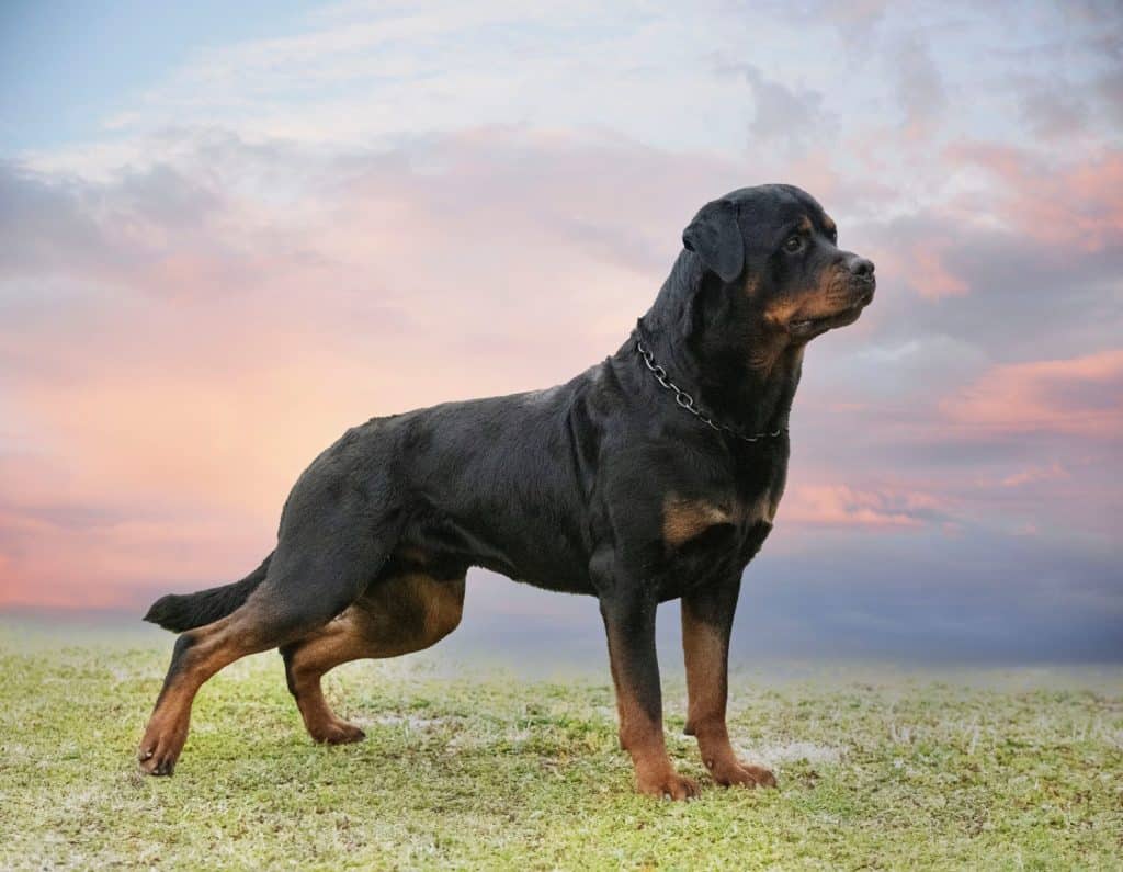 The Largest Dog Breeds in the World - 24/7 Tempo