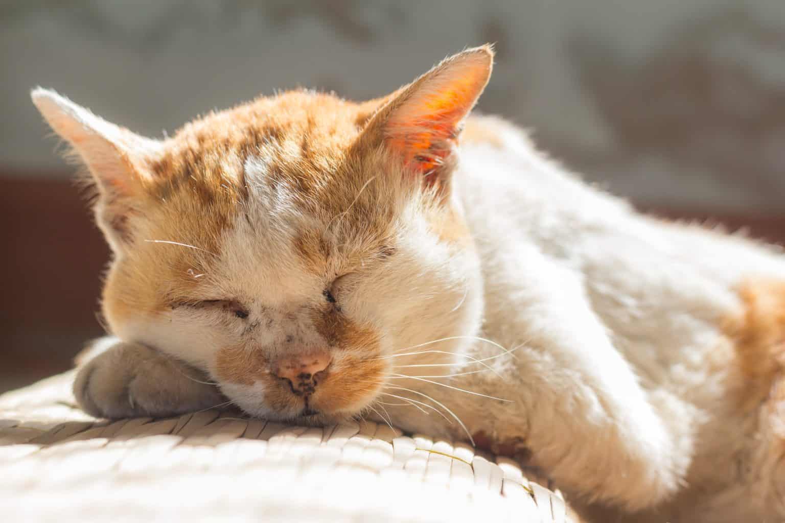 15 Surprising Things You Didn't Know Your Cat Could Do - 24/7 Tempo