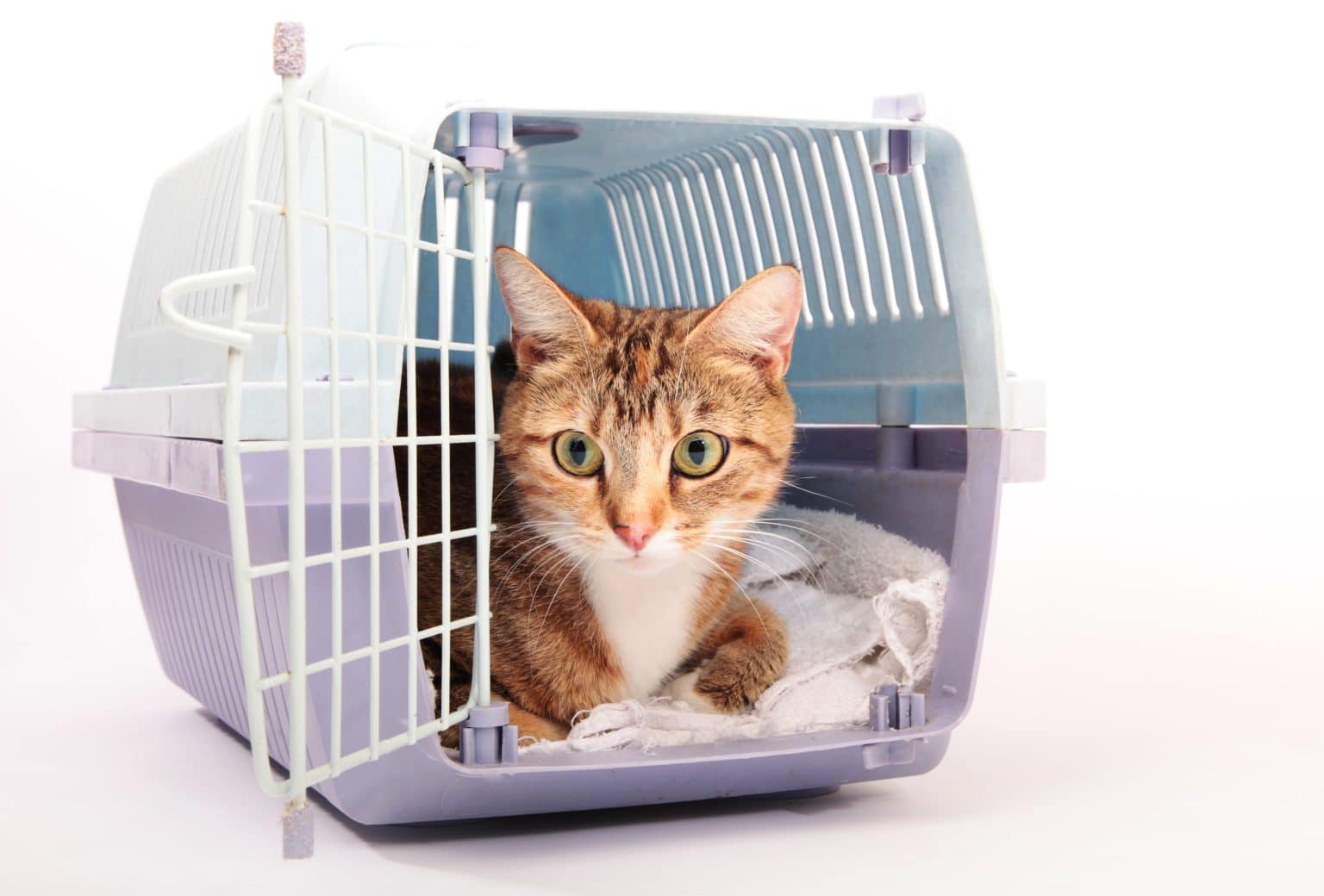 15 Surprising Things You Didn't Know Your Cat Could Do - 24/7 Tempo