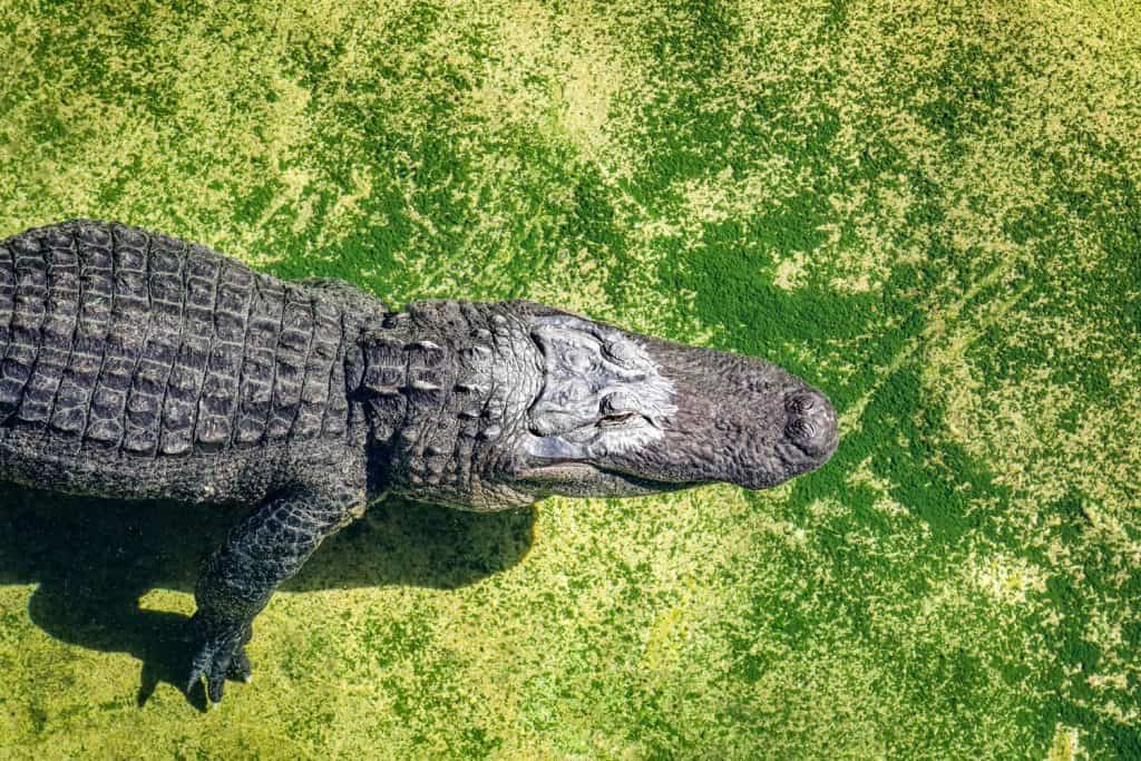 Differences Between an Alligator and a Crocodile - 24/7 Tempo