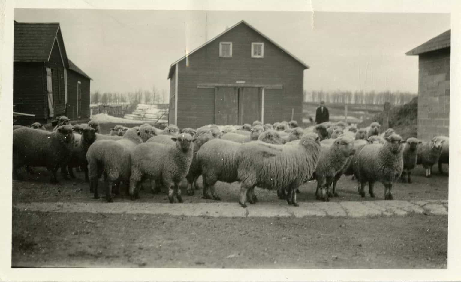 23 Iconic Photos of Life in the Wild West - 24/7 Tempo