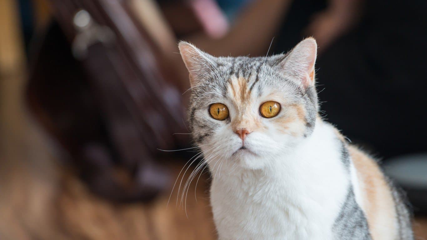 15 Reasons Your Cat Is More Impressive Than You Think - 24/7 Tempo