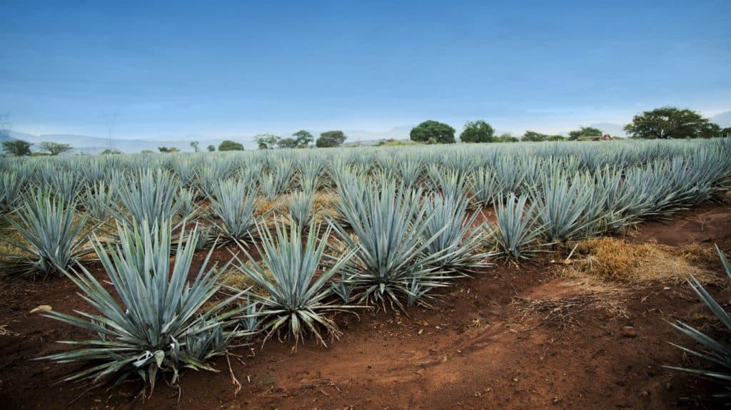 The Most Powerful Drug Cartels in the World - 24/7 Tempo