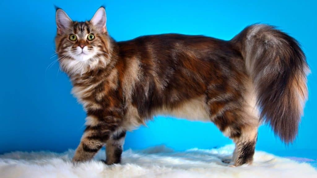 15 Surprising Things You Didn't Know Your Cat Could Do - 24/7 Tempo