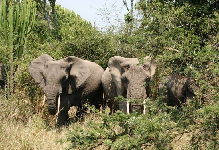 21 Dangerous Zoo Animal Escape Attempts From Around the World - 24/7 Tempo