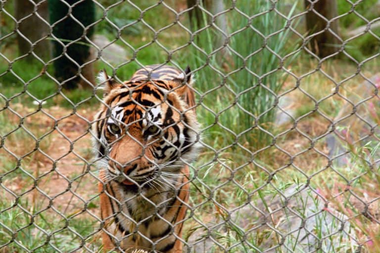 21 Dangerous Zoo Animal Escape Attempts From Around the World - 24/7 Tempo
