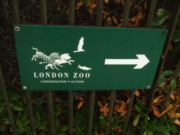 21 Dangerous Zoo Animal Escape Attempts From Around the World - 24/7 Tempo
