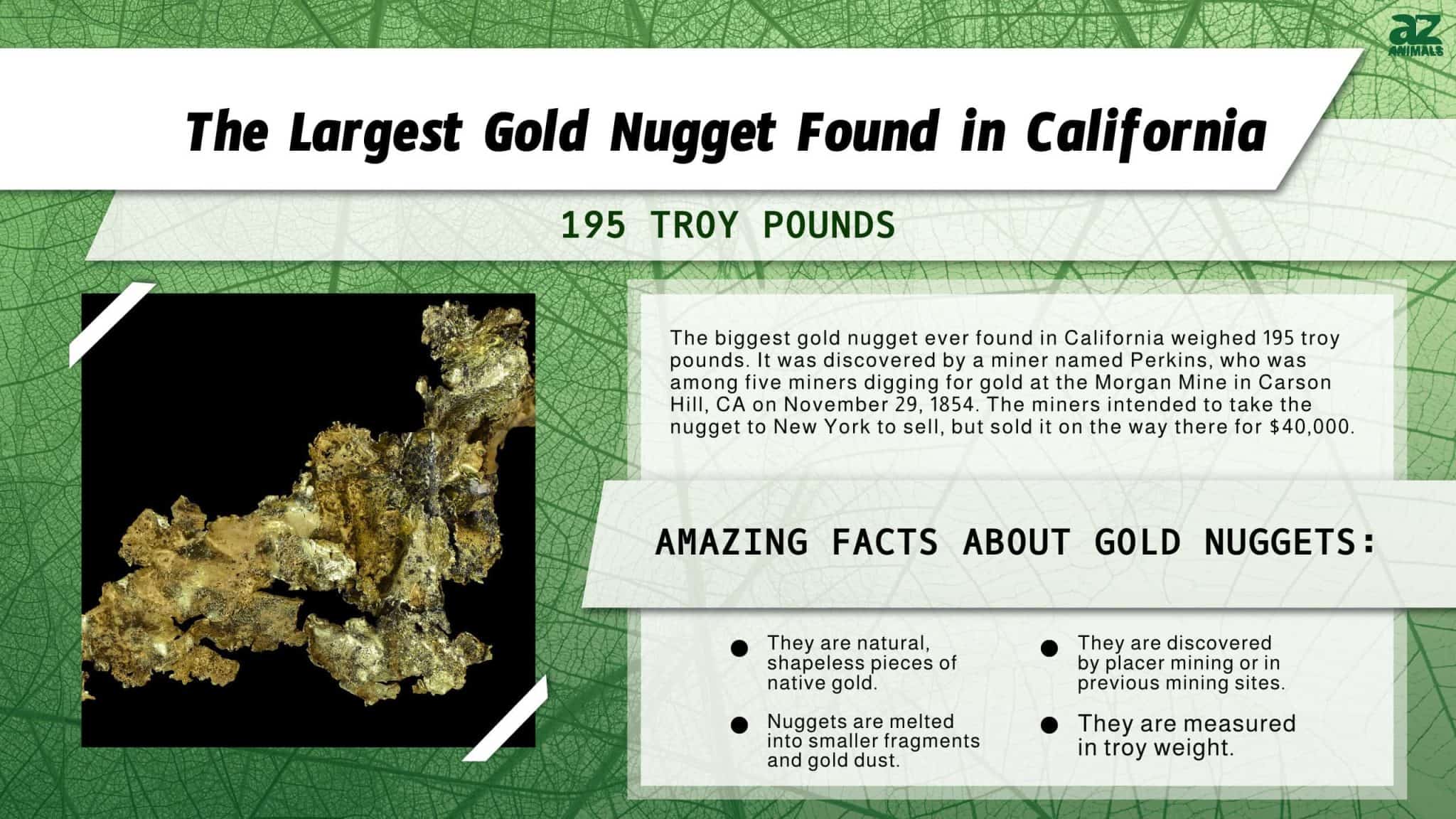 This Massive Gold Nugget Was as Heavy as a Grown Man - 24/7 Tempo