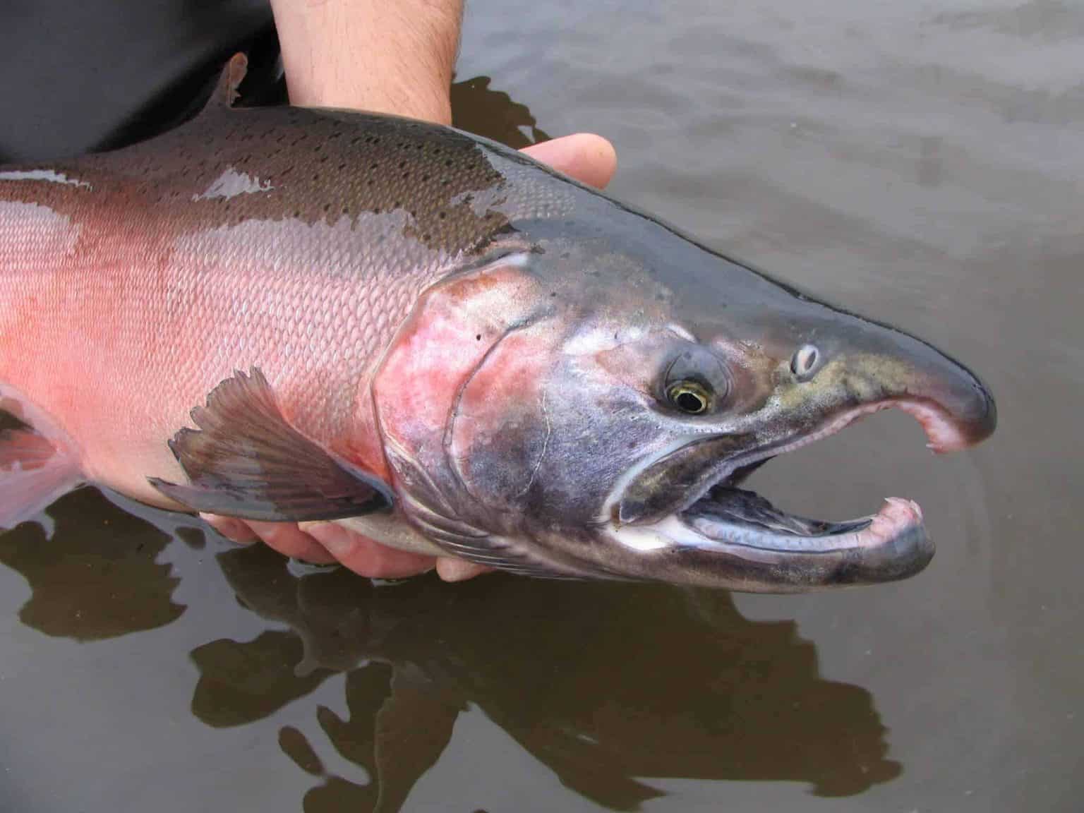 Top U.S. Salmon Fishing Spots Where You Could Bag a Record-Breaking ...