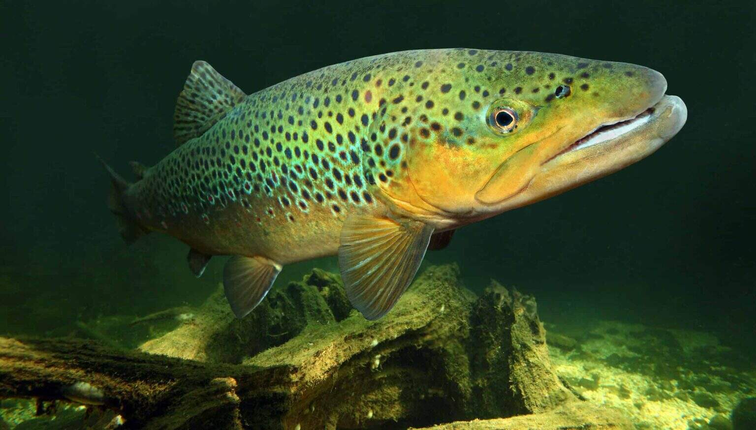 15 Giant Fish That Live in the Great Lakes - 24/7 Tempo