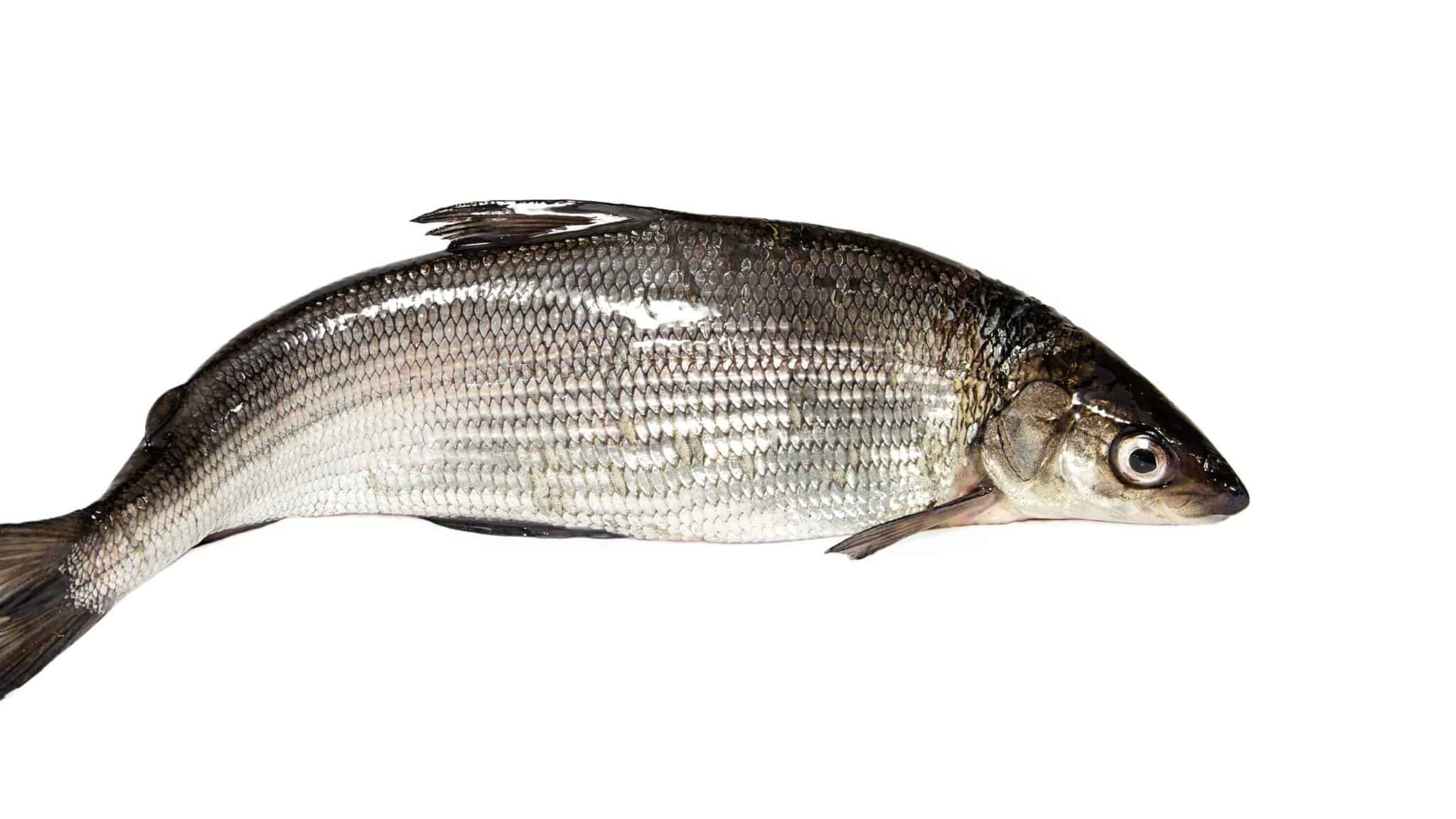 15 Giant Fish That Live in the Great Lakes - 24/7 Tempo